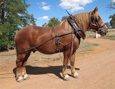 Suffolk Punch - Waler Horse Database