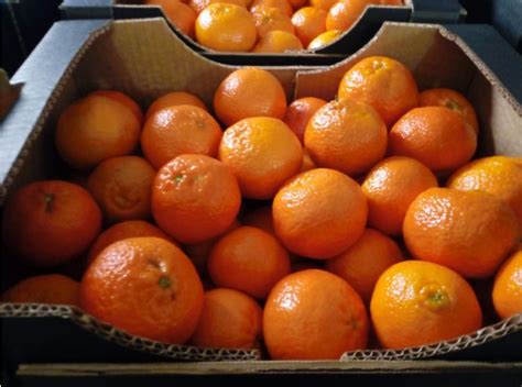Продам мандарины Турция Грузия Абхазия Китай — Agro-Kazakhstan