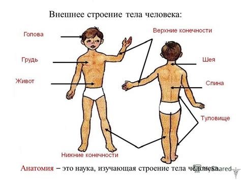 Презентация на тему: "Человек и здоровье Организм человека. Как устроен ...