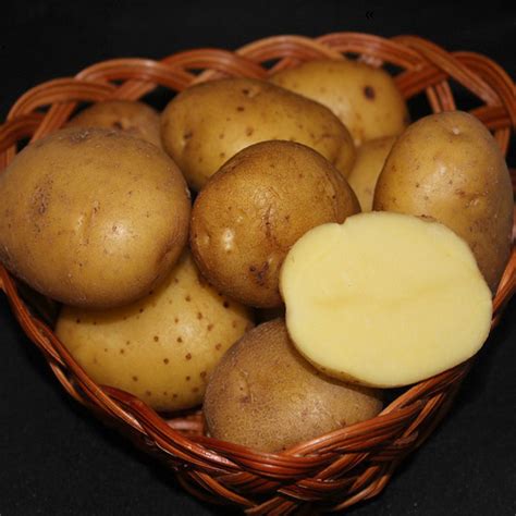 Сорт Картофеля Сантэ Фото — Картинки фотографии