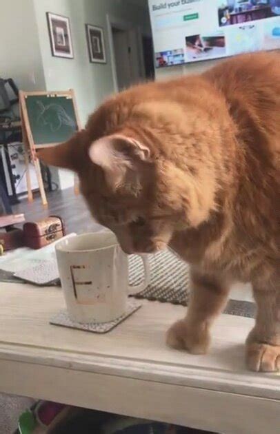 Sinsi Kedi | İzlesene.com