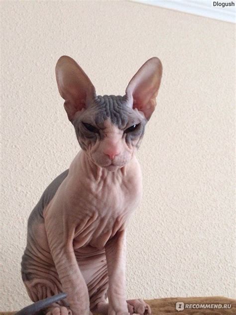 Royal Canin Sterilised 37 - «Стройный, веселый, здоровый кот с РОЯЛ ...
