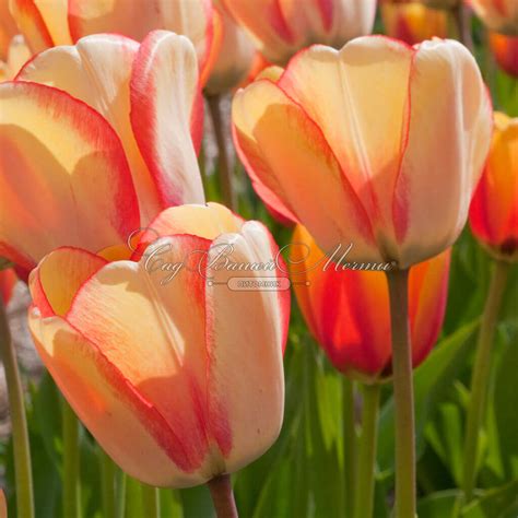 Тюльпан Бьюти оф Спринг (Tulipa Beauty of Spring) - Тюльпаны Дарвина ...