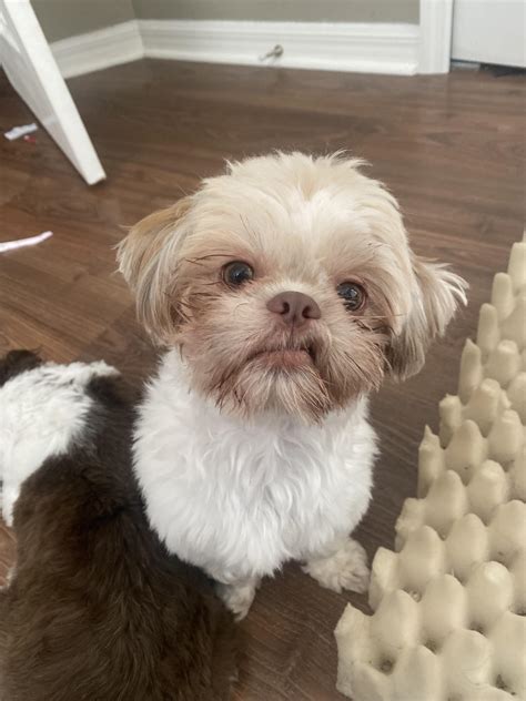 I call this the “What did you just say to me?” face 😂🤣 Oh he makes working from home so ...