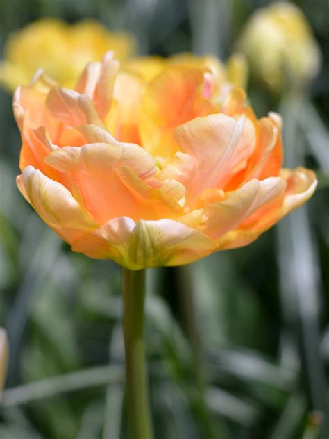 Tulip Bulbs 'Charming Beauty®' | DutchGrown™