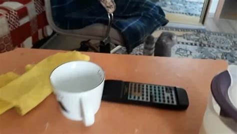 Кошка Хочет КОТА как успокоить / Чем помочь кошке в течке / Кошка ...