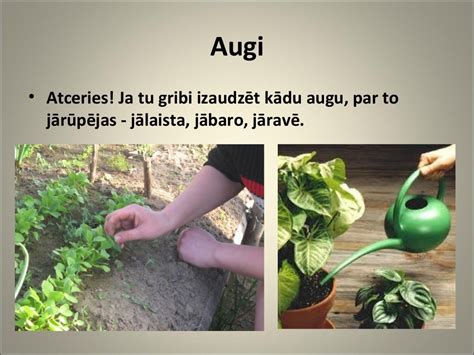 Augi