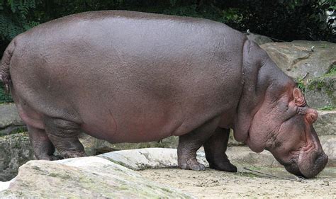 Hippopotamus amphibius - Wikipedia, la enciclopedia libre