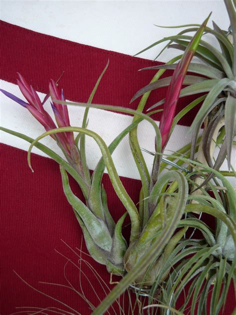 Tillandsia Caput Medusae Free Stock Photo - Public Domain Pictures