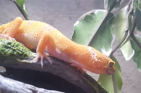 Leopard Gecko Morphs List With Pictures