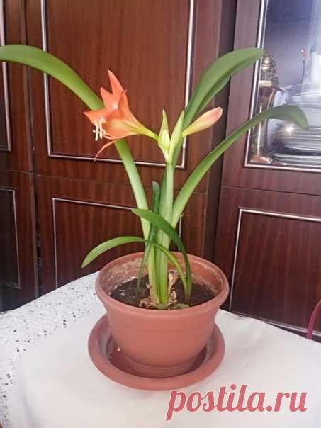 | Я люблю ЦВЕТЫ | I ♥ Flowers | Постила