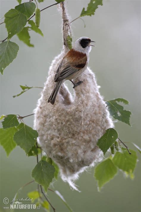 Penduline Tit Photos, Penduline Tit Images, Nature Wildlife Pictures ...