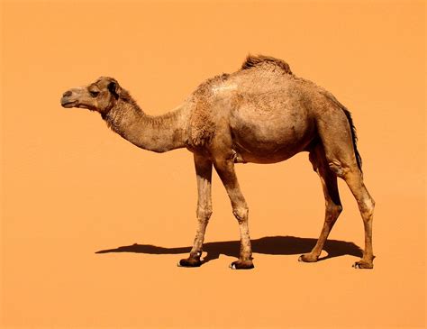 Download Minimalist Image Of Camel Wallpaper | Wallpapers.com
