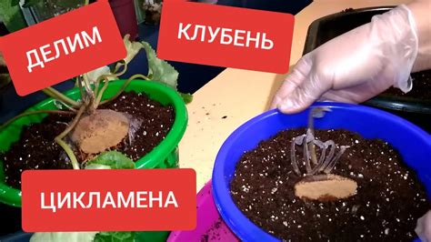 ЦИКЛАМЕН. Размножение цикламена делением клубня. - YouTube