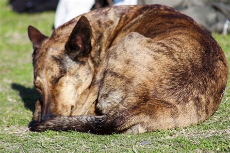 Dog Fox - Free photo on Pixabay - Pixabay