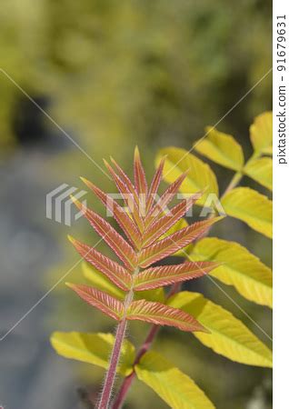 Staghorn sumac - Stock Photo [91679631] - PIXTA