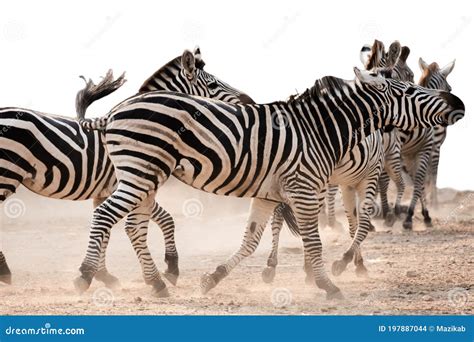 Zebra stock photo. Image of print, animals, herd, kenya - 197887044