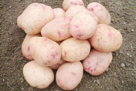 Картофель Аврора