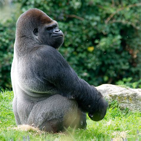 Гориллы (лат. Gorilla) Фотографии горилл