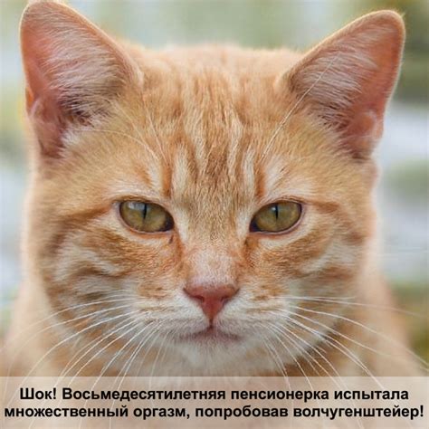 кошка на поводке — Postimages