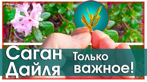 Саган Дайля (саган дали). - YouTube
