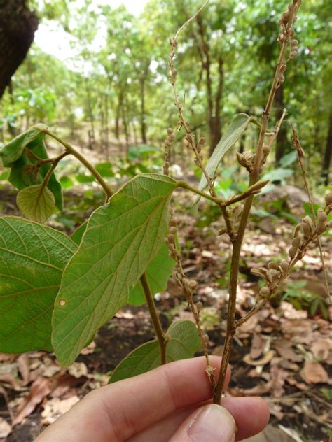 Desmodium velutinum (Willd.) DC.