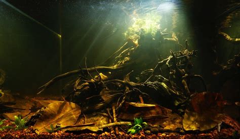 blackwater aquarium - Google Search | Biotope aquarium, Aquascape ...