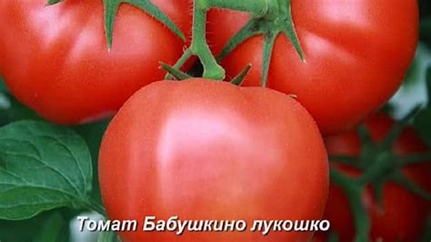 Томат Бабушкино лукошко: описание сорта, фото, отзывы тех, кто пробовал ...