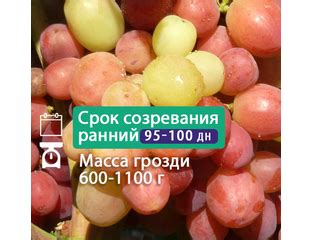 Столовые сорта винограда. Гибридная форма винограда Дынька. Лучшие ...