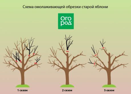 Обрезка яблонь осенью – советы для начинающих в картинках и видео ...