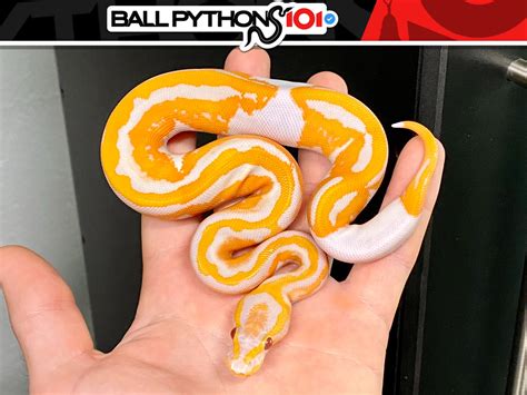Yellowbelly Dreamsicle Ball Python by Ball Pythons 101 - MorphMarket