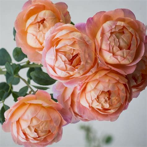 Lady of Shalott | Roses' Name