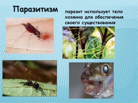 Основы медицинской паразитологии - презентация онлайн