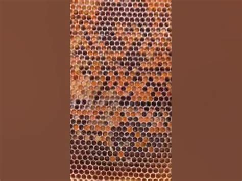 ПЧЕЛИНАЯ РАМКА с ПЕРГОЙ. #пчеловодство #пчелыначинающим #пчелы - YouTube