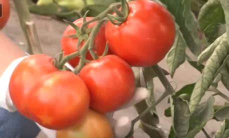 Томат Бабушкино лукошко: описание сорта, отзывы, фото | tomatland.ru