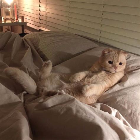 Котенок в кровати - 67 фото
