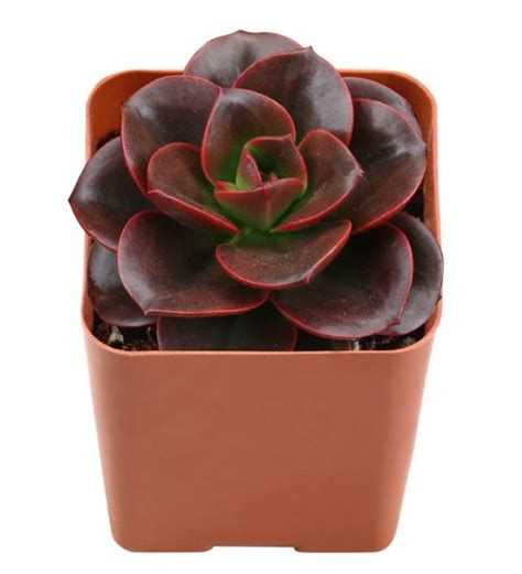 Echeveria Melaco - Succulent Guide