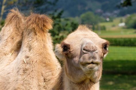 Camel Mammal Family Pair Of - Free photo on Pixabay - Pixabay