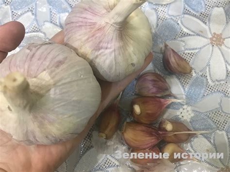 Только “женские” зубчики чеснока дадут головки с яблоко - как их ...