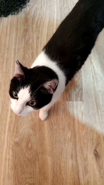 Кот любит шахматы #кот#кошки #смешныекошки #котики#cute #pets#cat# ...
