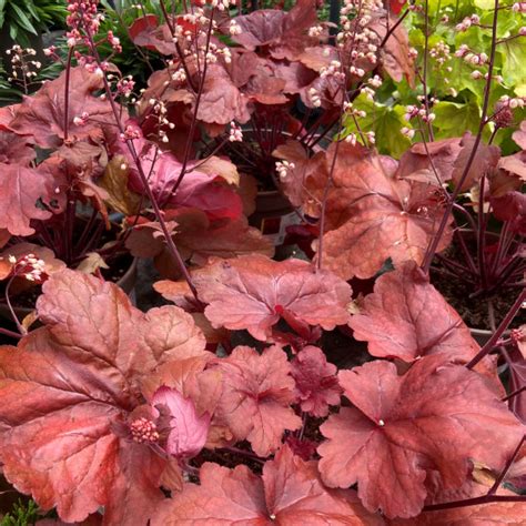 Heuchera 'Fire Alarm' 3L pot – buy online or call 0151 526 1577