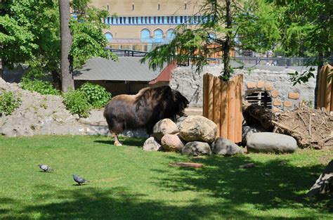 Moscow Zoo | DSC_8792 | vs1k. 1 500 000 visits, Thanks so much ! | Flickr