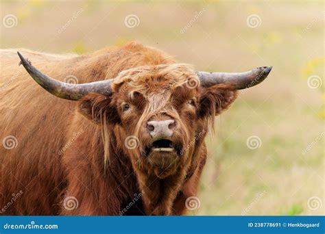 Hochlandrinder Oder Hochlandkuhrinder Stockbild - Bild von gelb ...