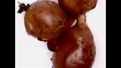 Выход червя из кокона Dendrobaena veneta earthworm cocoon (earthworm ...