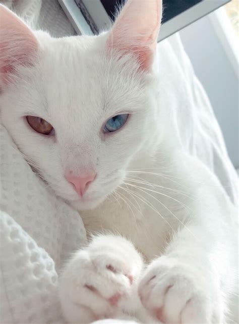 77 Cute White Cats That Are Basically Joy Itself
