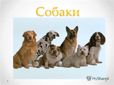 Презентация на тему: "Собаки Интересные факты Самое первое животное ...