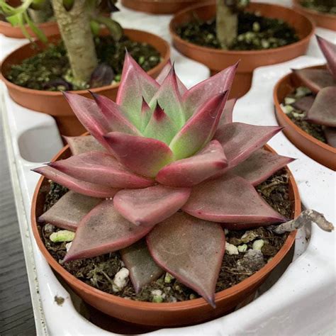 Растение ⌀ 8 Echeveria AGAVOIDES 'ROMEO' (Эхеверия, Эчеверия): купить c ...