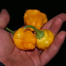 Ямайский острый желтый перец (Jamaican Yellow Hot pepper)