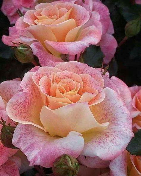 Pin by sofia sh on Flowers and garden | Beautiful rose flowers, Amazing ...