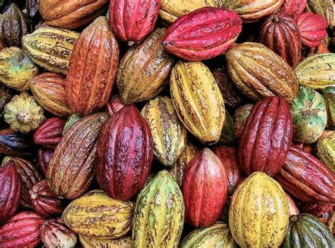 The best chocolate in the world is made from Peruvian cacao